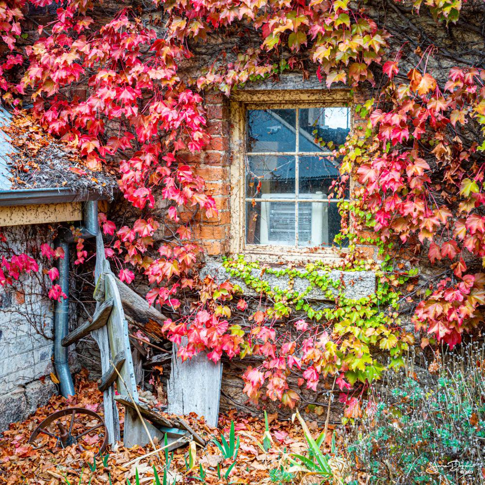 Barrow & Ivy (Square) - QPuzzles