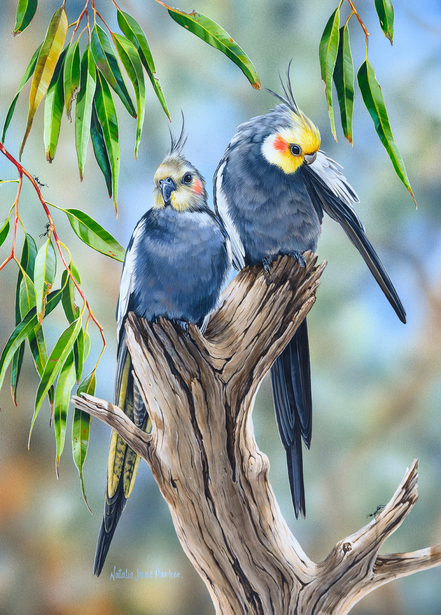 Duo - Cockatiels (Portrait) | QPuzzles - Puzzles Qld Pty Ltd