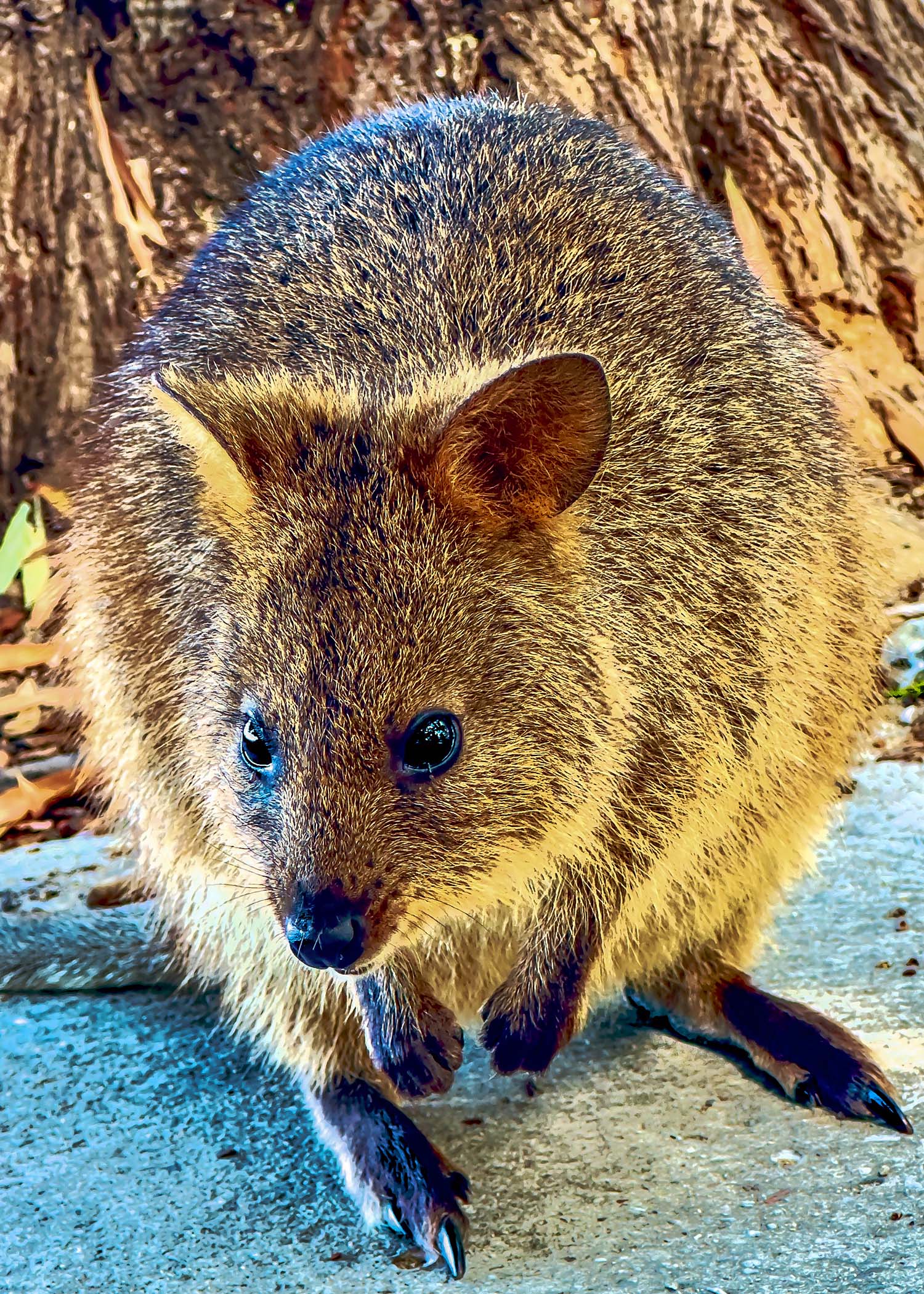 Rottnest Island Quokka Pictures