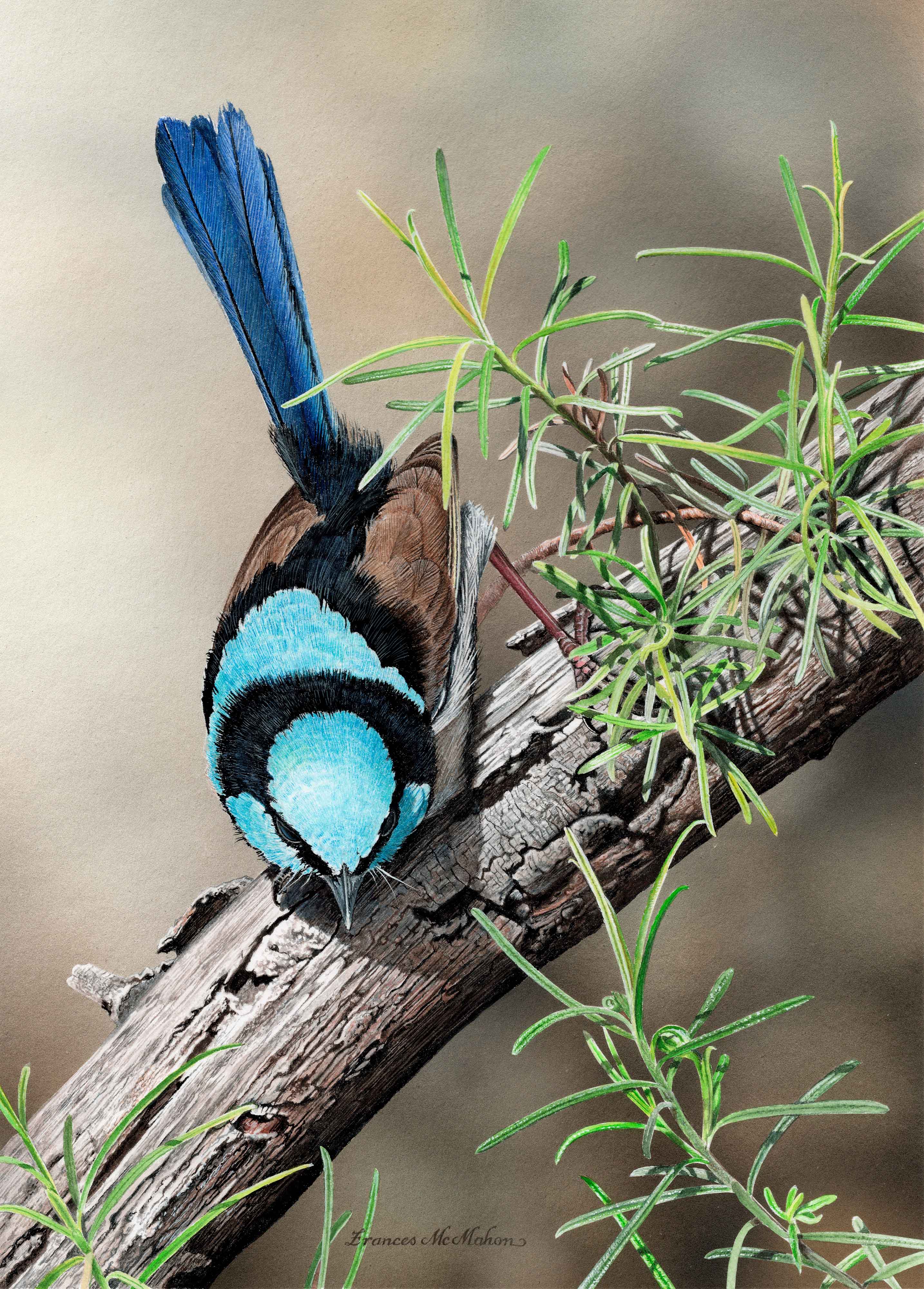 Spring Has Sprung - Superb Fairy-Wren (Portrait) - Puzzles Qld Pty Ltd