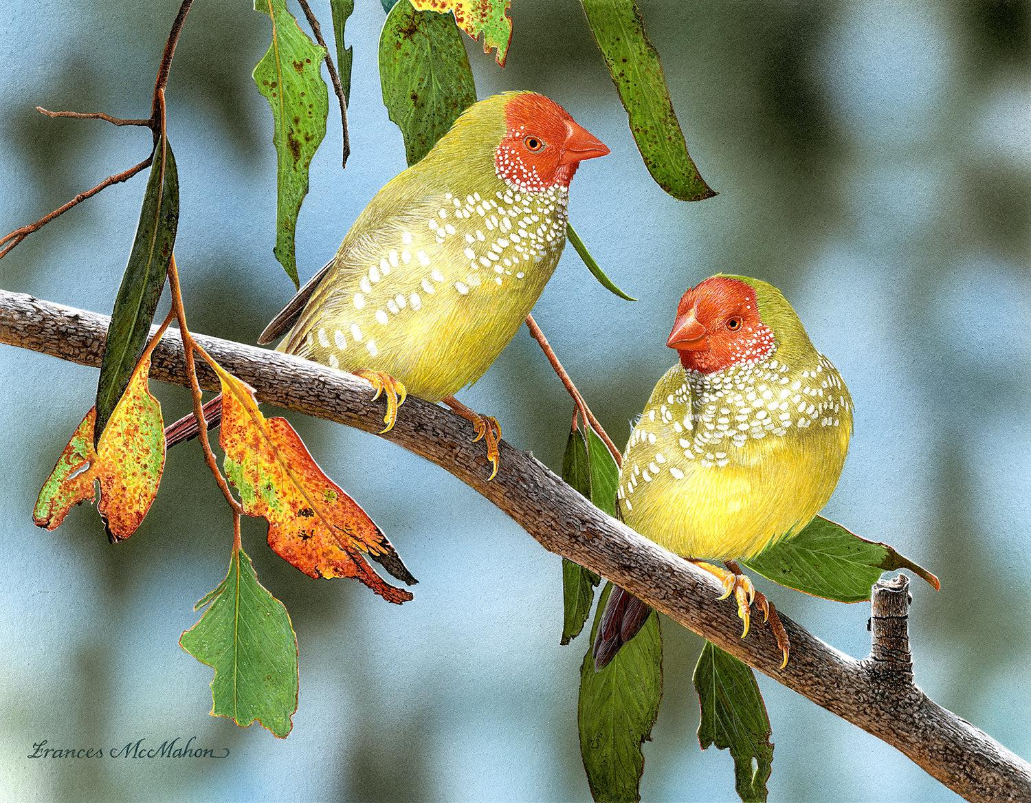 Twins (Star Finches) (Landscape) - QPuzzles