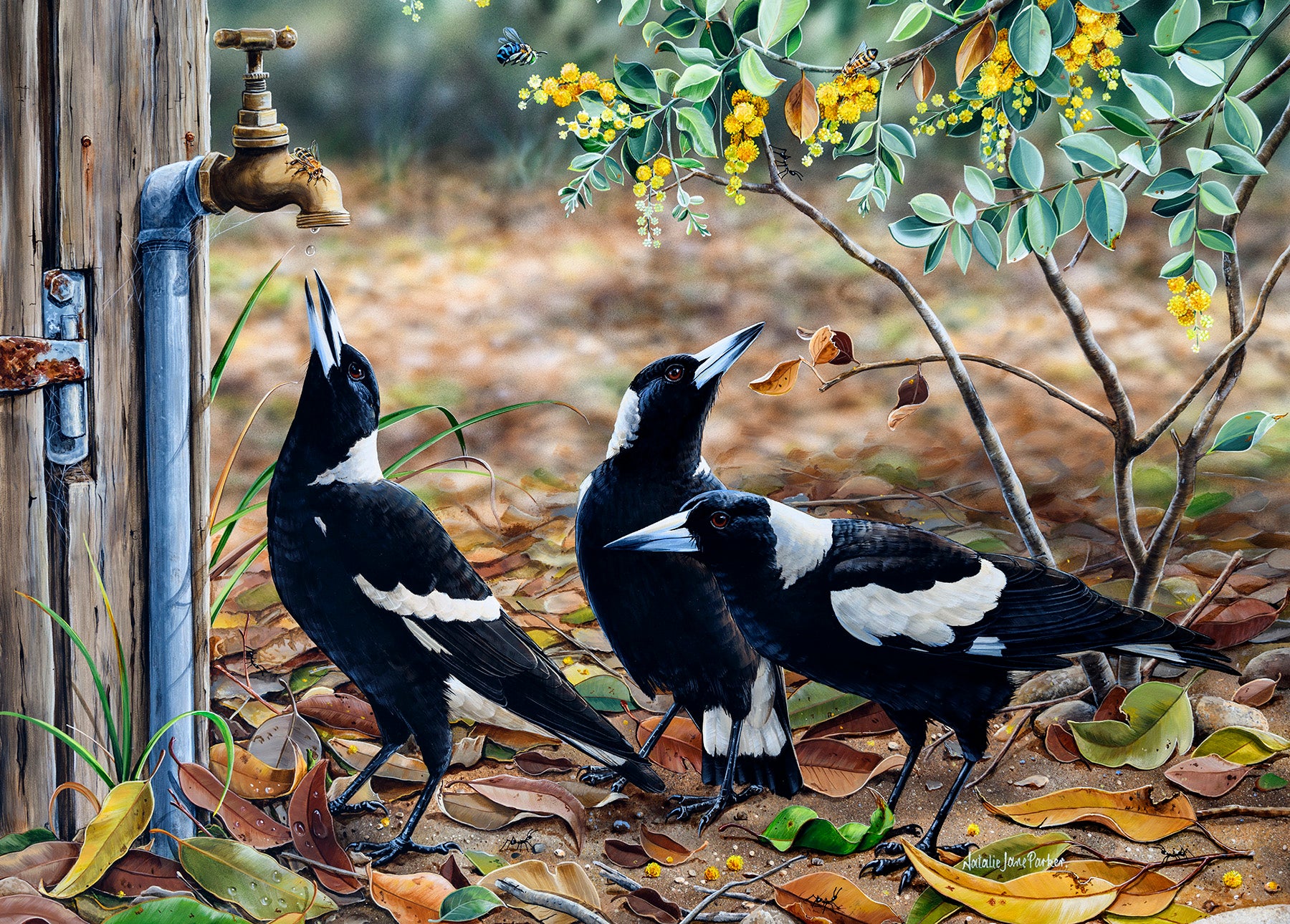 Waiting for My Turn - Australian Magpies (Landscape) | QPuzzles - QPuzzles