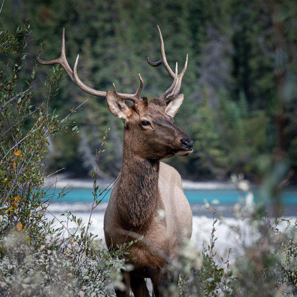 Wildlife - Elk (Square) - QPuzzles